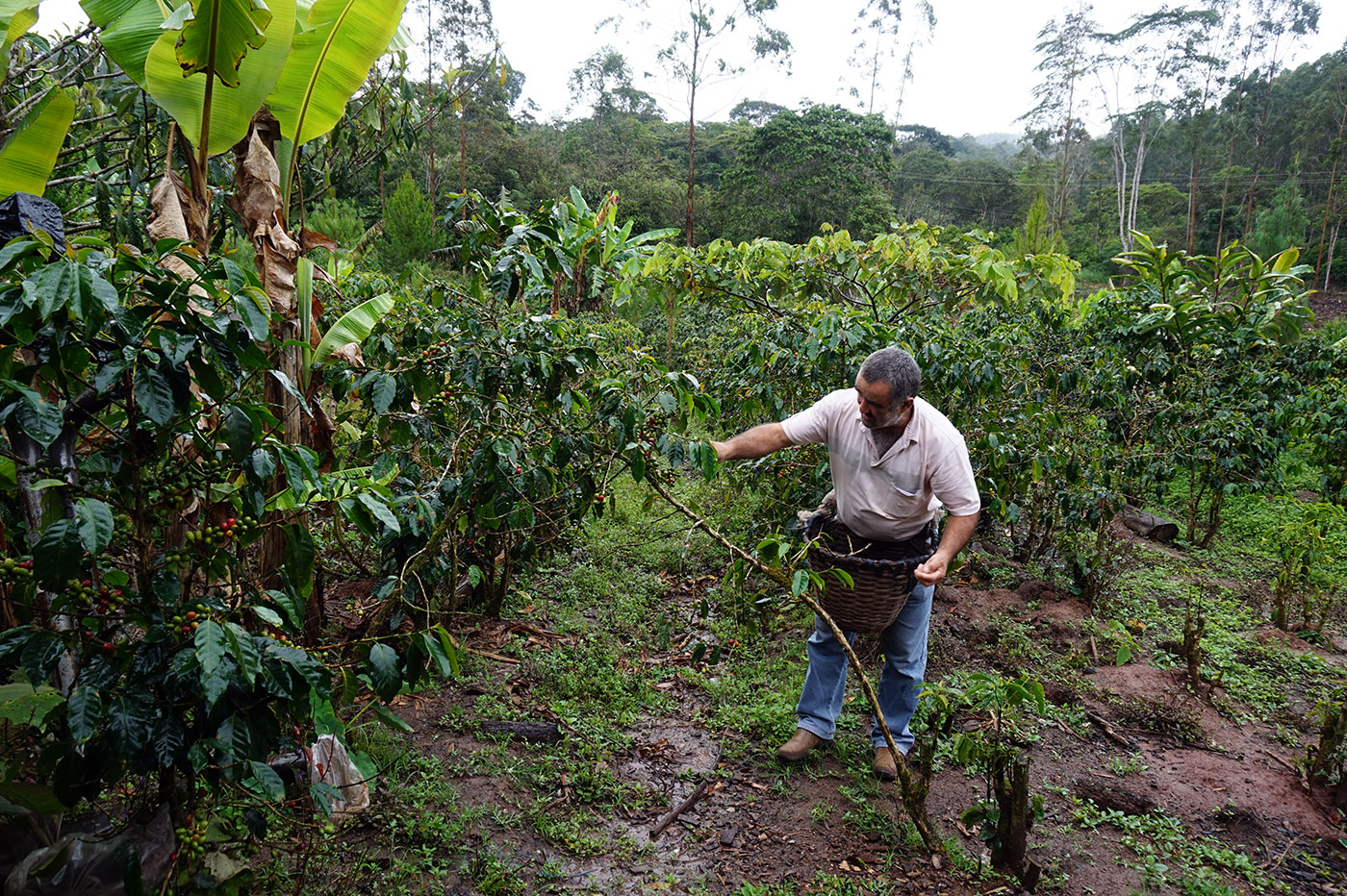 Aymara Food - import de produits bio en provenance d’Amérique du Sud