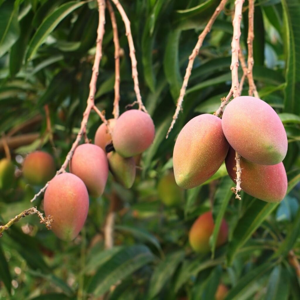 Mangues séchées - Aymara Food